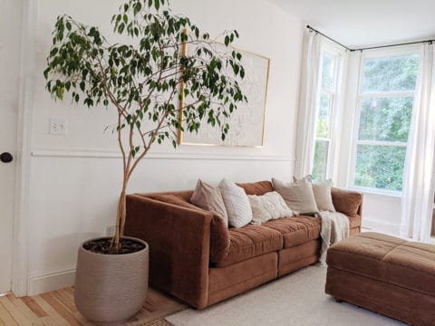 How to Successfully Repot a Ficus Tree - Pure Happy Home