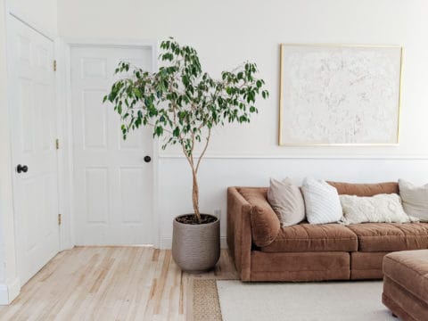 How to Successfully Repot a Ficus Tree - Pure Happy Home