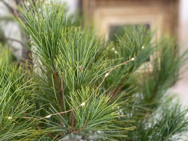 Our Charlie Brown Christmas Tree or Trees - Pure Happy Home