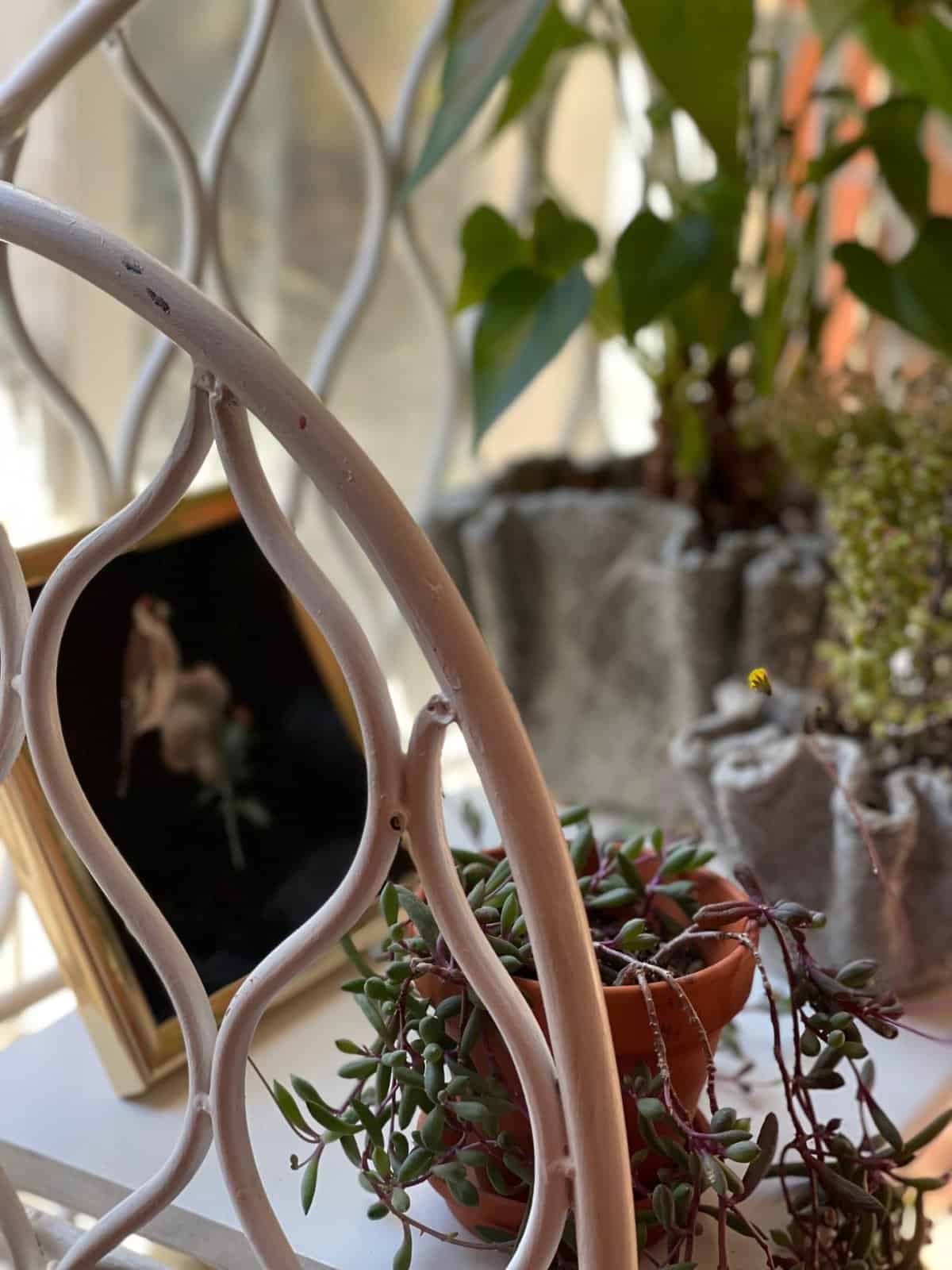 Decorating a Plain Window with Plants & Curtains - Pure Happy Home