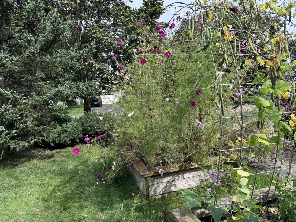 DIY Garden Arch with Cattle Panel Trellis - Pure Happy Home